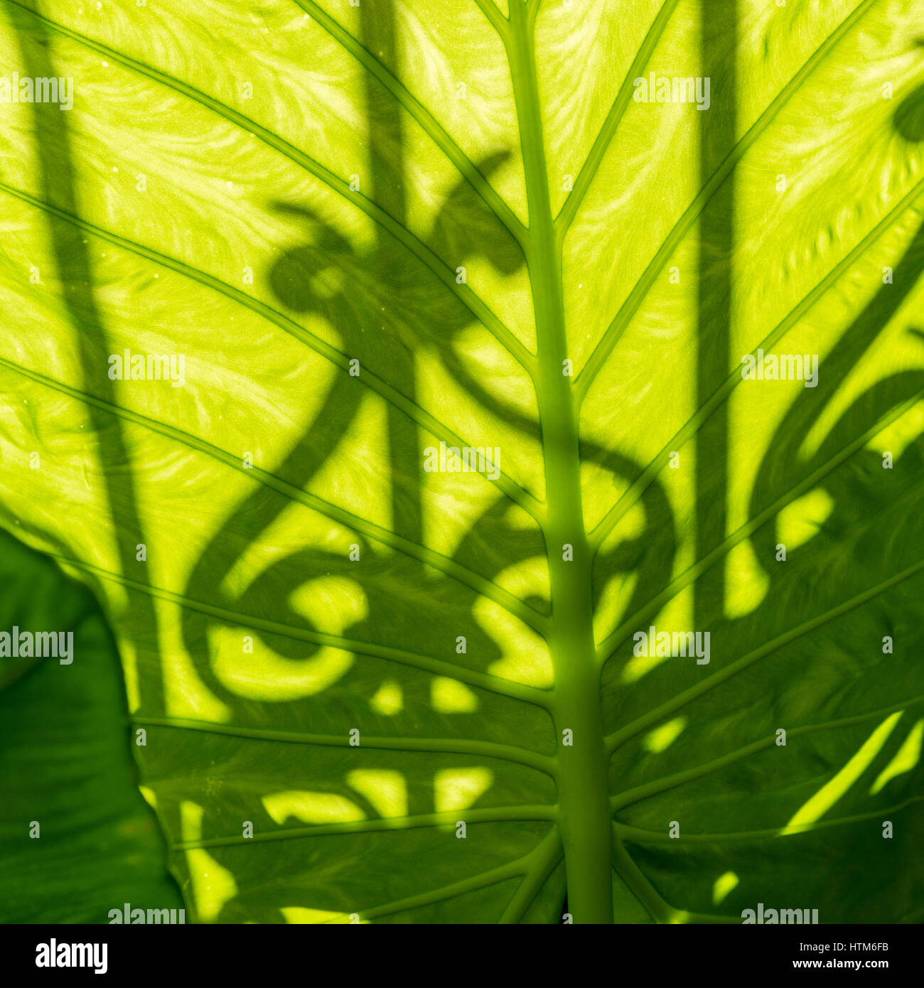 Detail of a large leaf in the backlight Stock Photo - Alamy