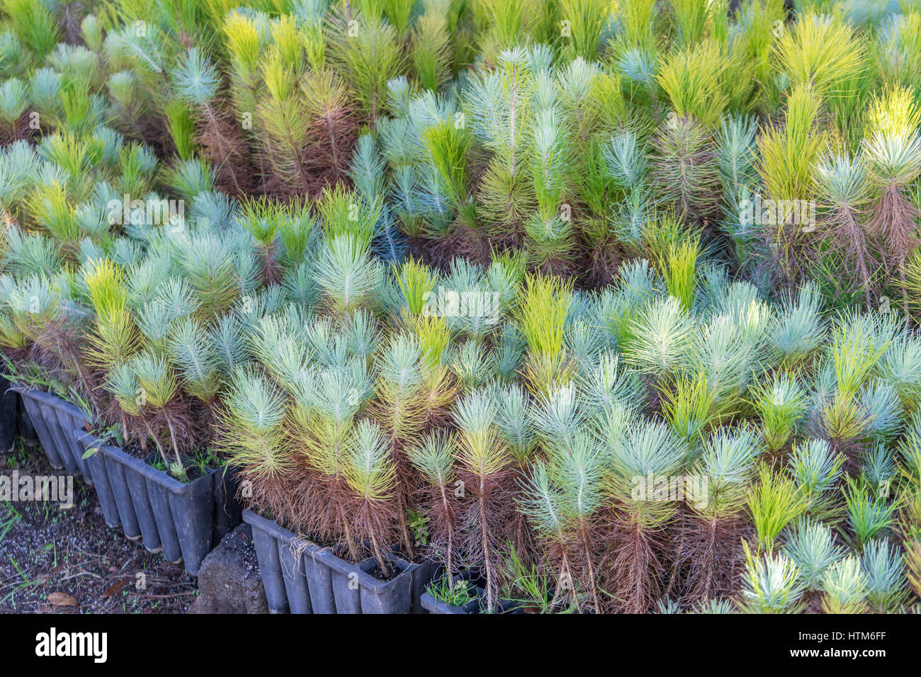 Small seedlings of conifers Stock Photo - Alamy