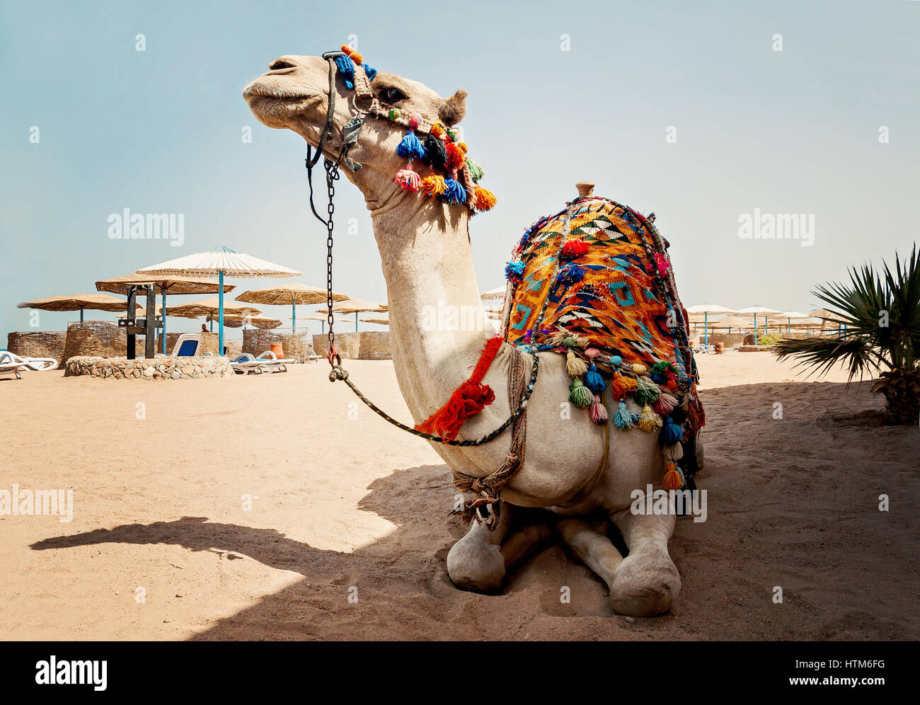 camel for tourist trips is in the sand on the beach in Egypt Stock ...