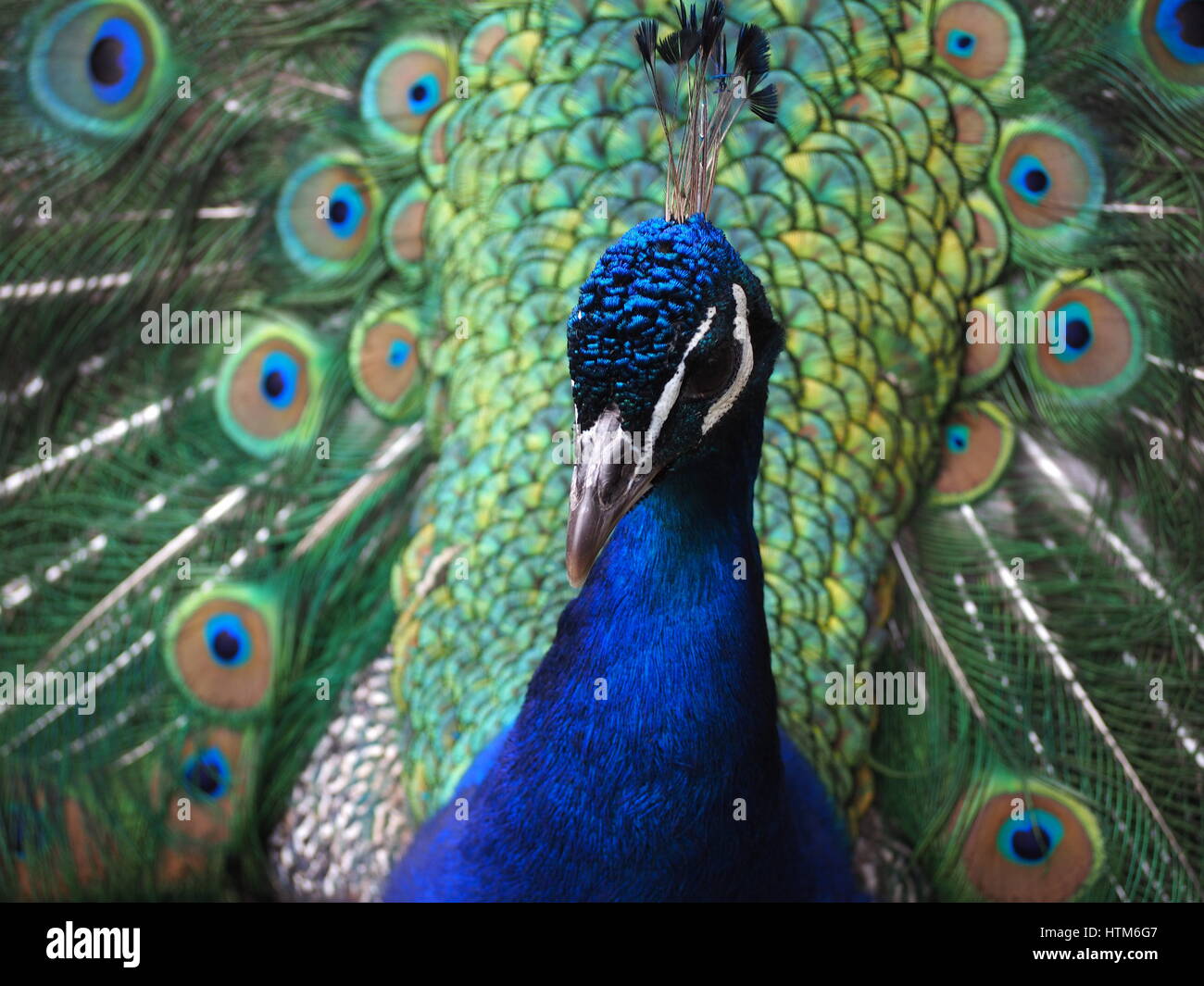 Water peacock hi-res stock photography and images - Alamy