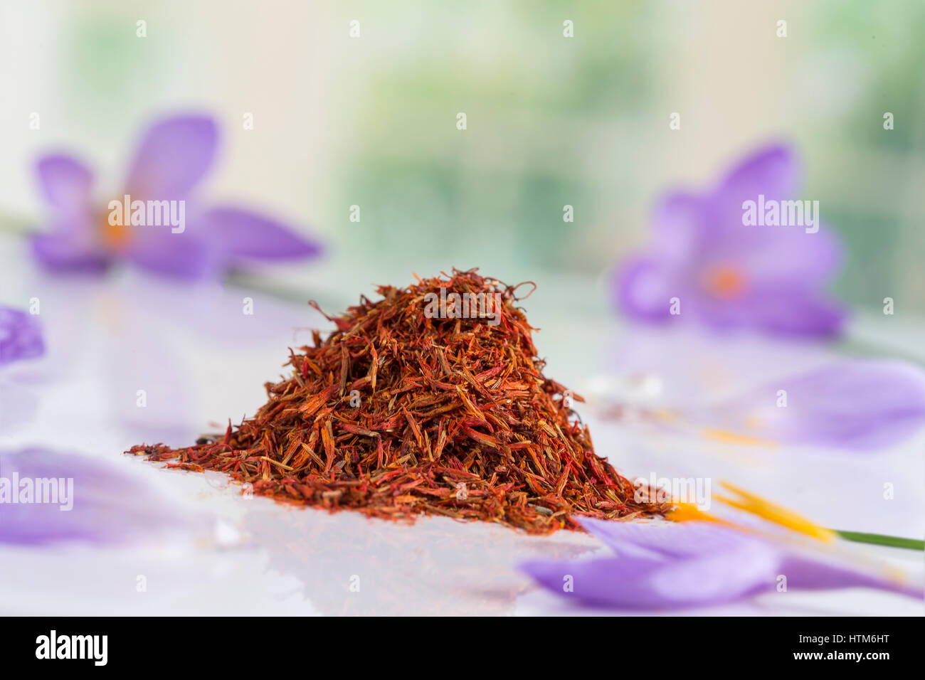 Blooming Saffron Crocus Crocus Sativus High Resolution Stock ...