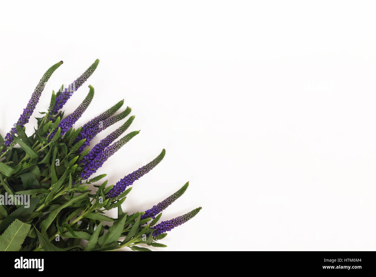 Bunch of Veronica flowers isolated on white background Stock Photo - Alamy