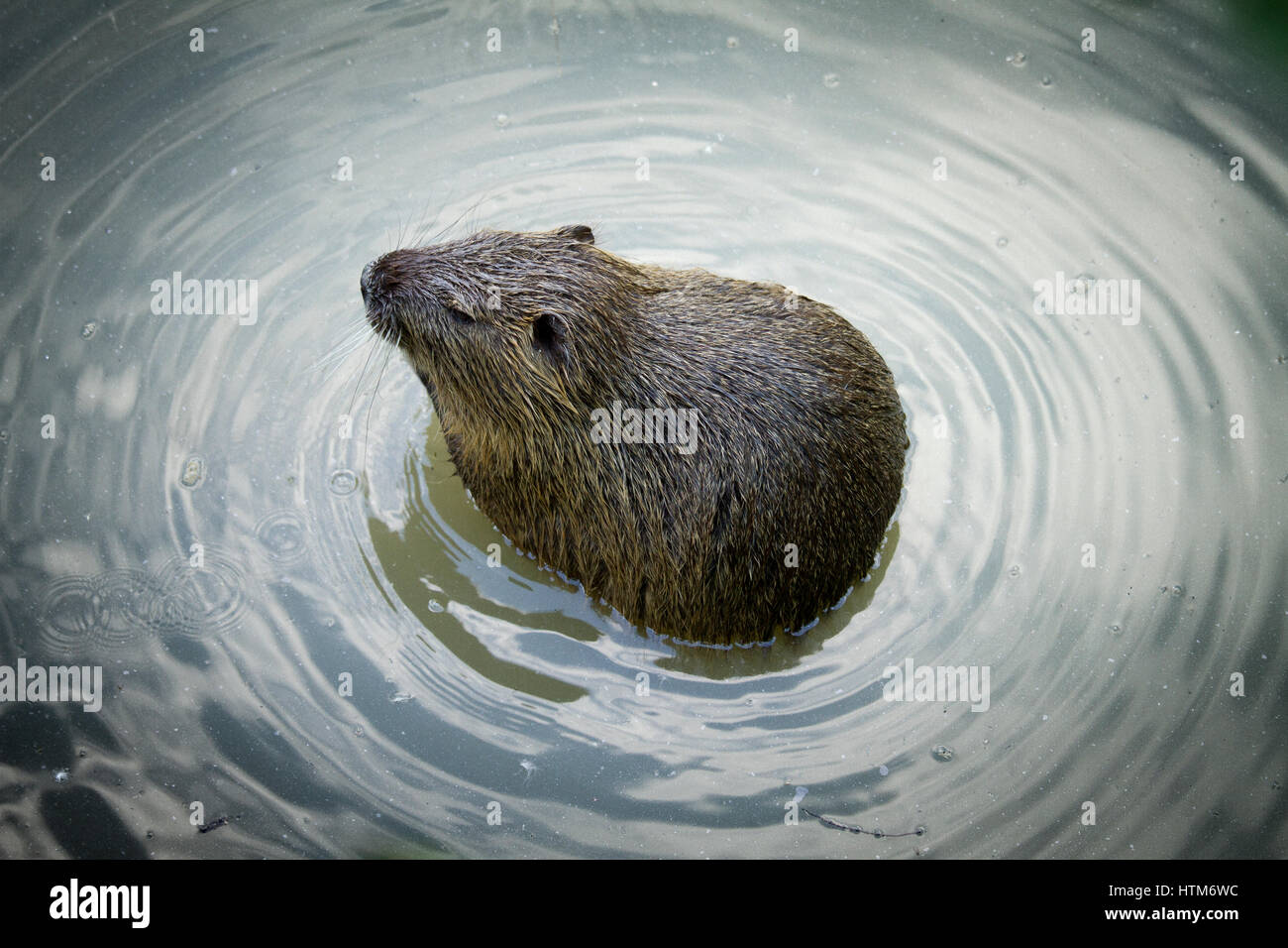 Capybara surfacing from water surrounded by a circle of ripples viewed ...