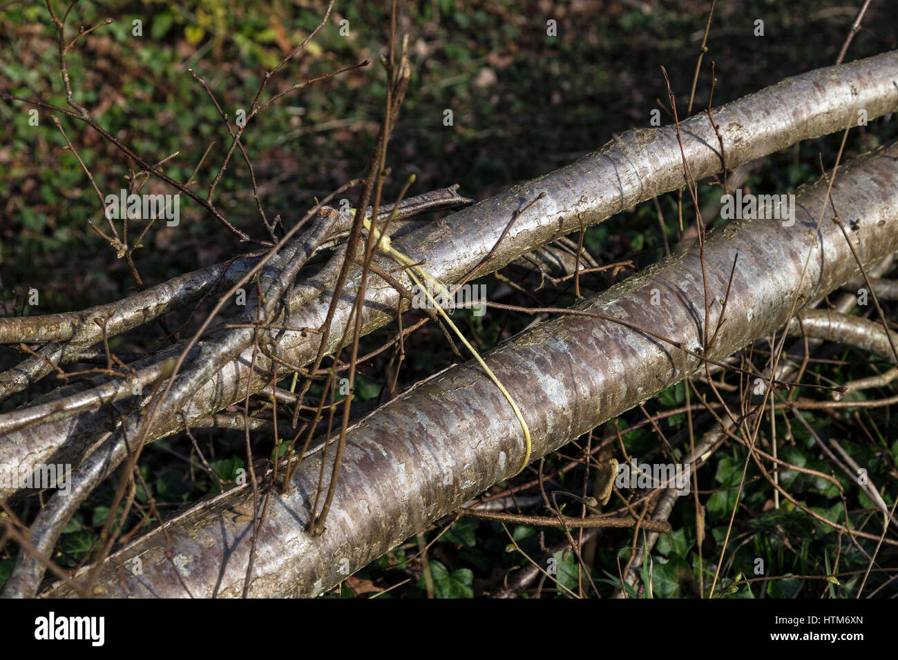 Making a hedge hi-res stock photography and images - Alamy