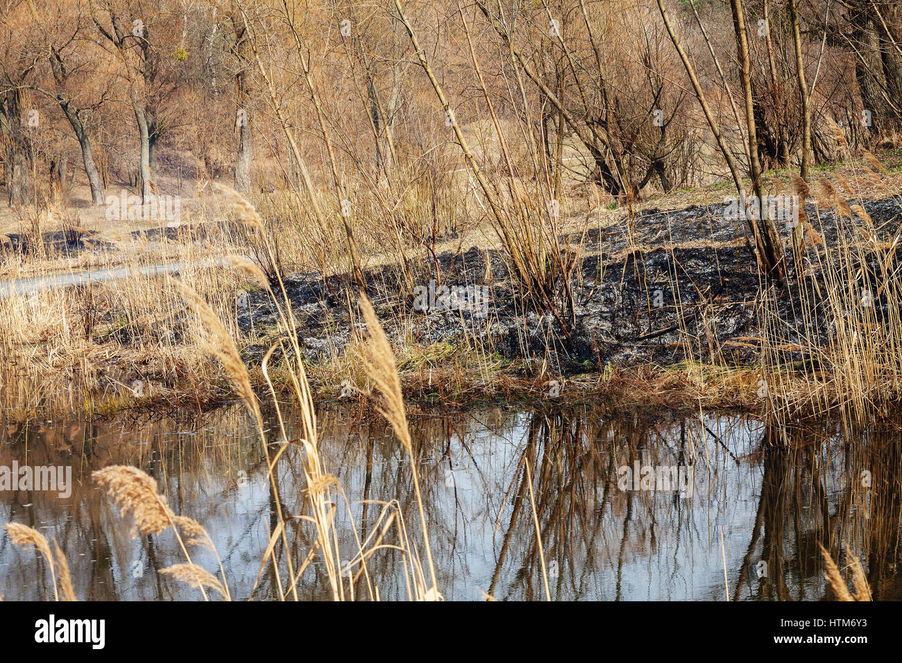 Burned land in the forest near the lake Stock Photo - Alamy