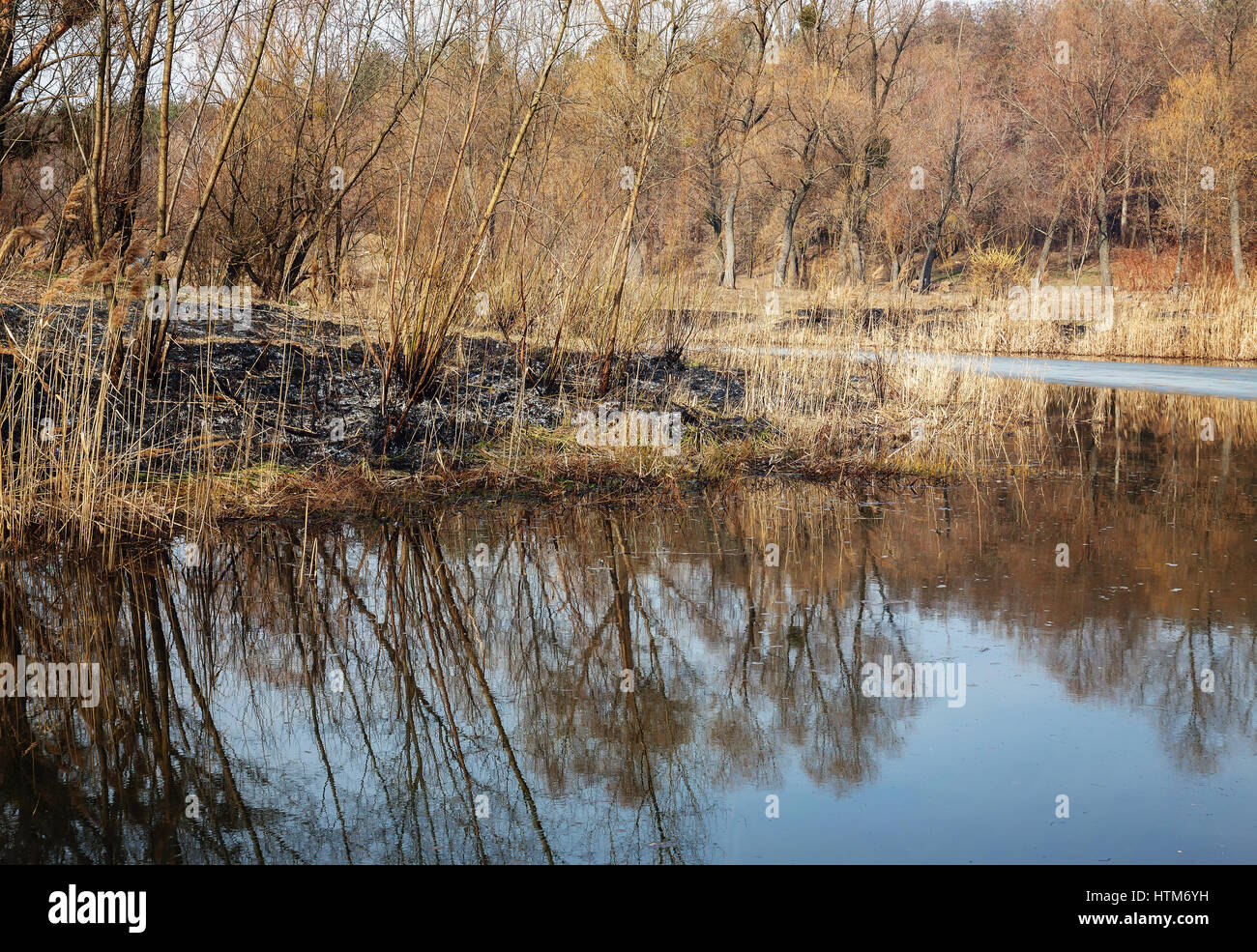 Burned land in the forest near the lake Stock Photo - Alamy