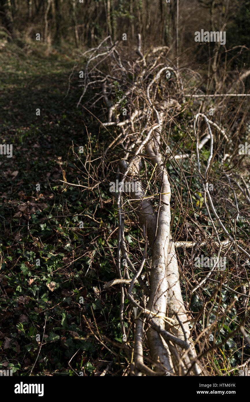 A newly laid hedge, hedge laying or pleaching is a way of making a good ...