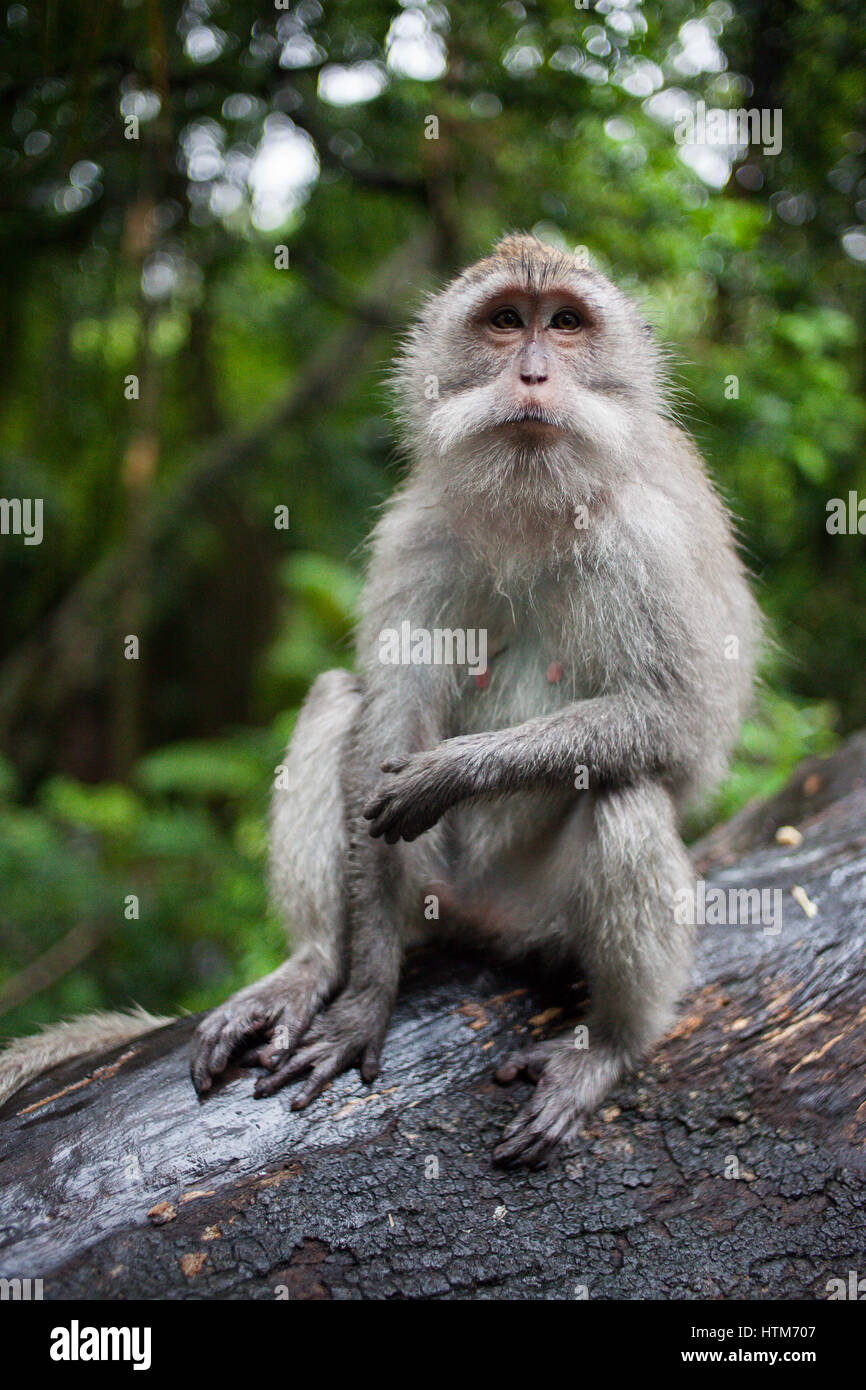 Monkey seating in the forest on a tree Stock Photo - Alamy