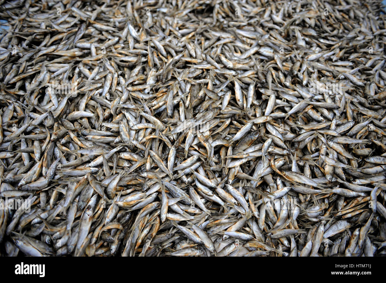 Fish sauce production Asia. The sauce is a liquid extracted from ...