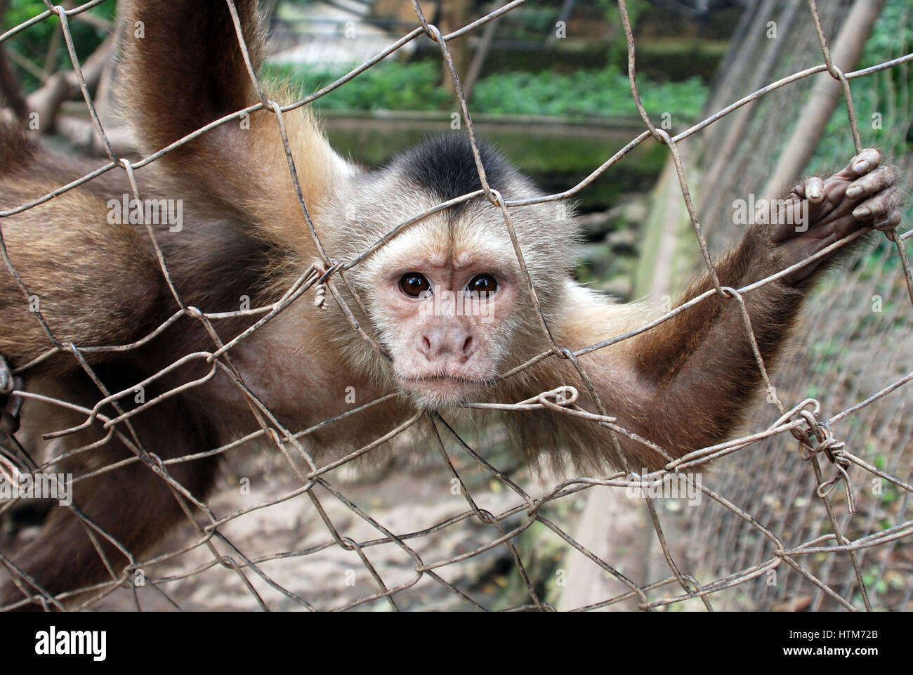 Capuchin monkeys in a zoo, Venezuela Stock Photo - Alamy