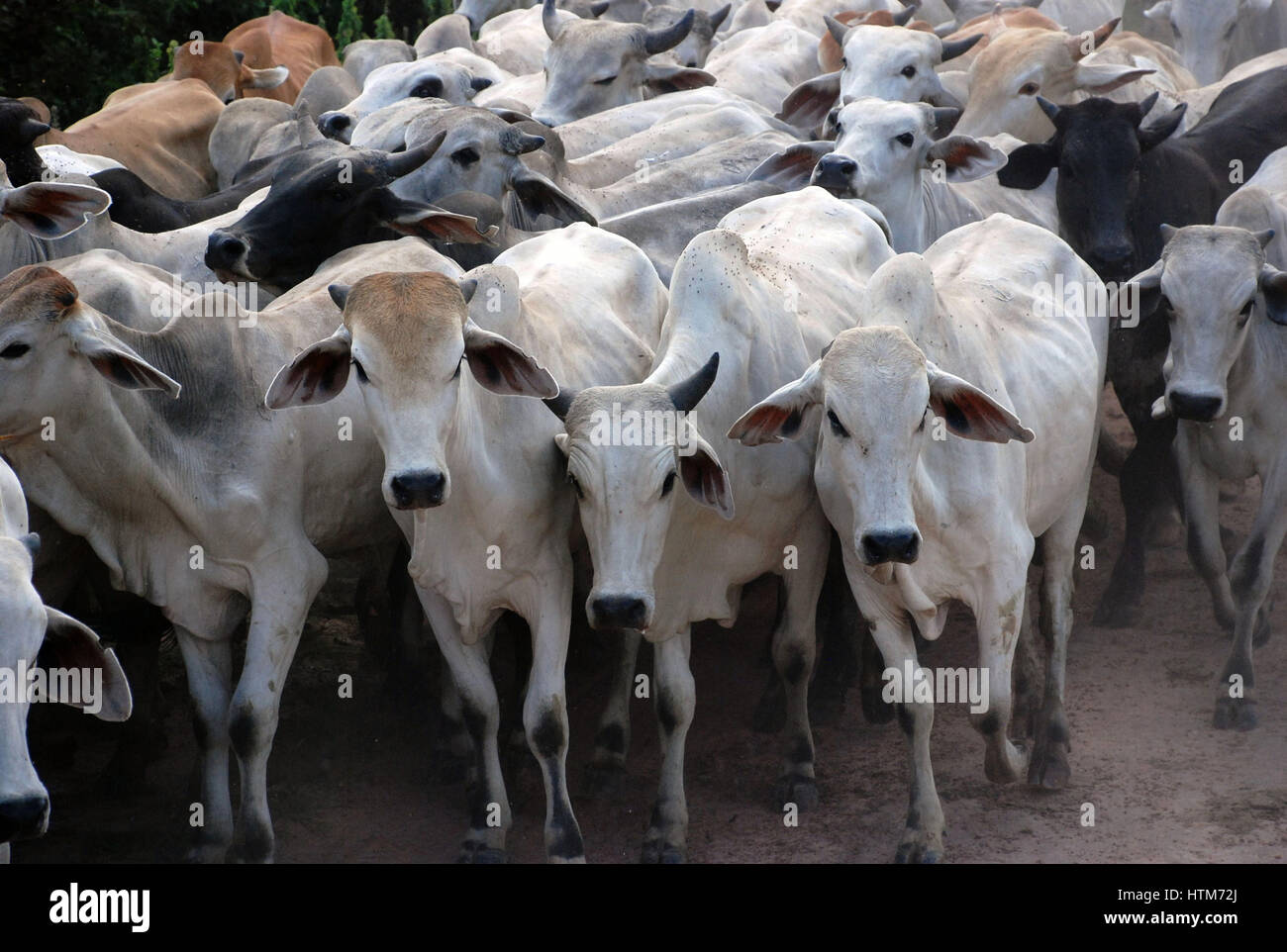 A herd of cows in Los Llanos, Venezuela Stock Photo - Alamy