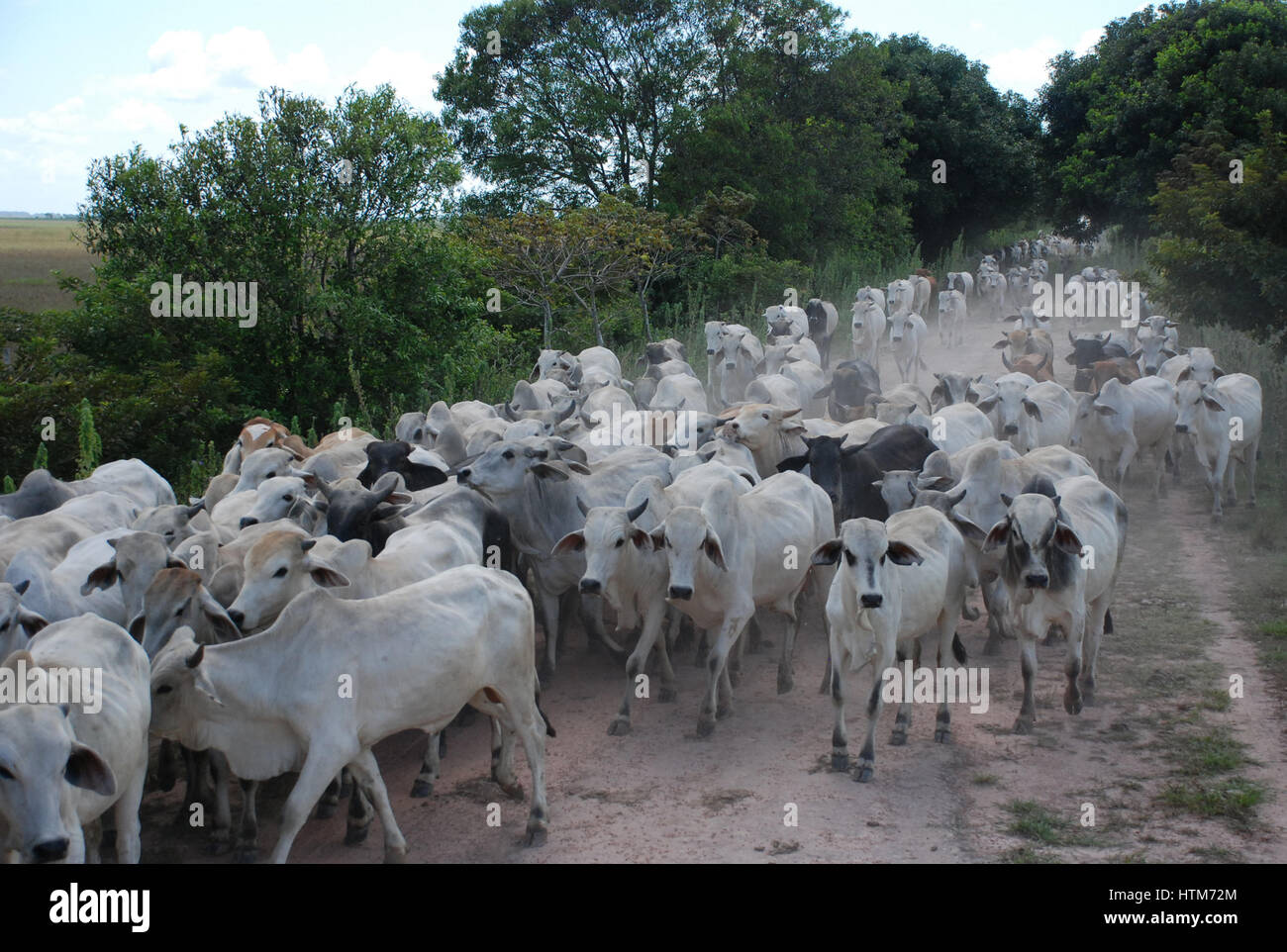 Los Llanos Venezuela High Resolution Stock Photography and Images - Alamy