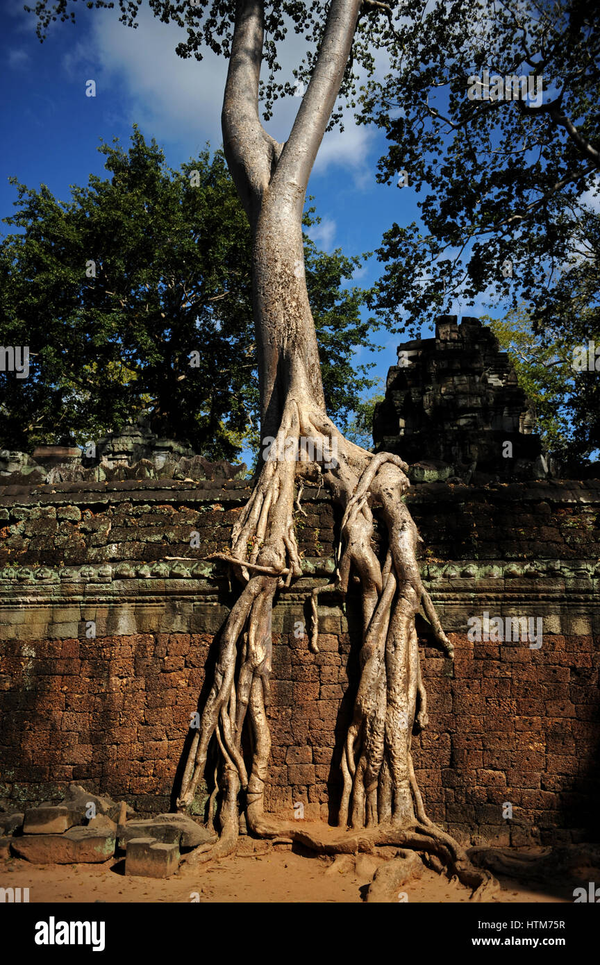 One of many old trees at the Ta Prohm temple, which is one of Angkor’s ...