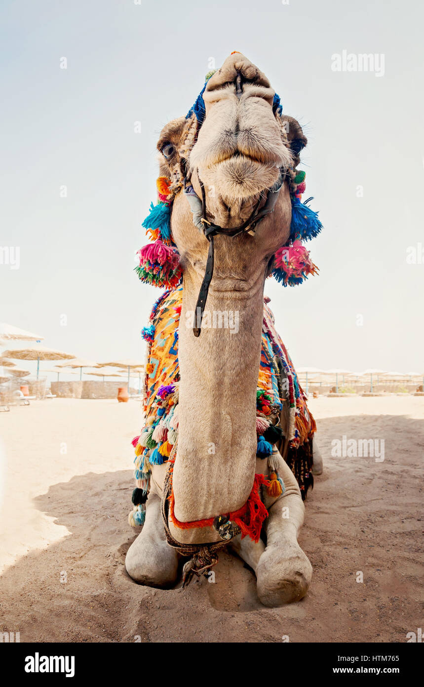 camel for tourist trips is in the sand on the beach in Egypt Stock ...