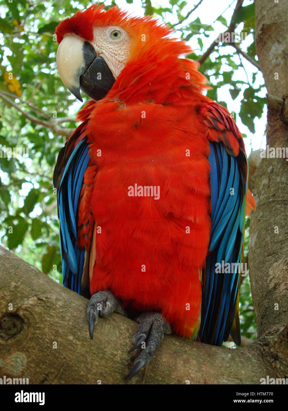 The scarlet macaw South American parrot pictured in Los Llanos ...