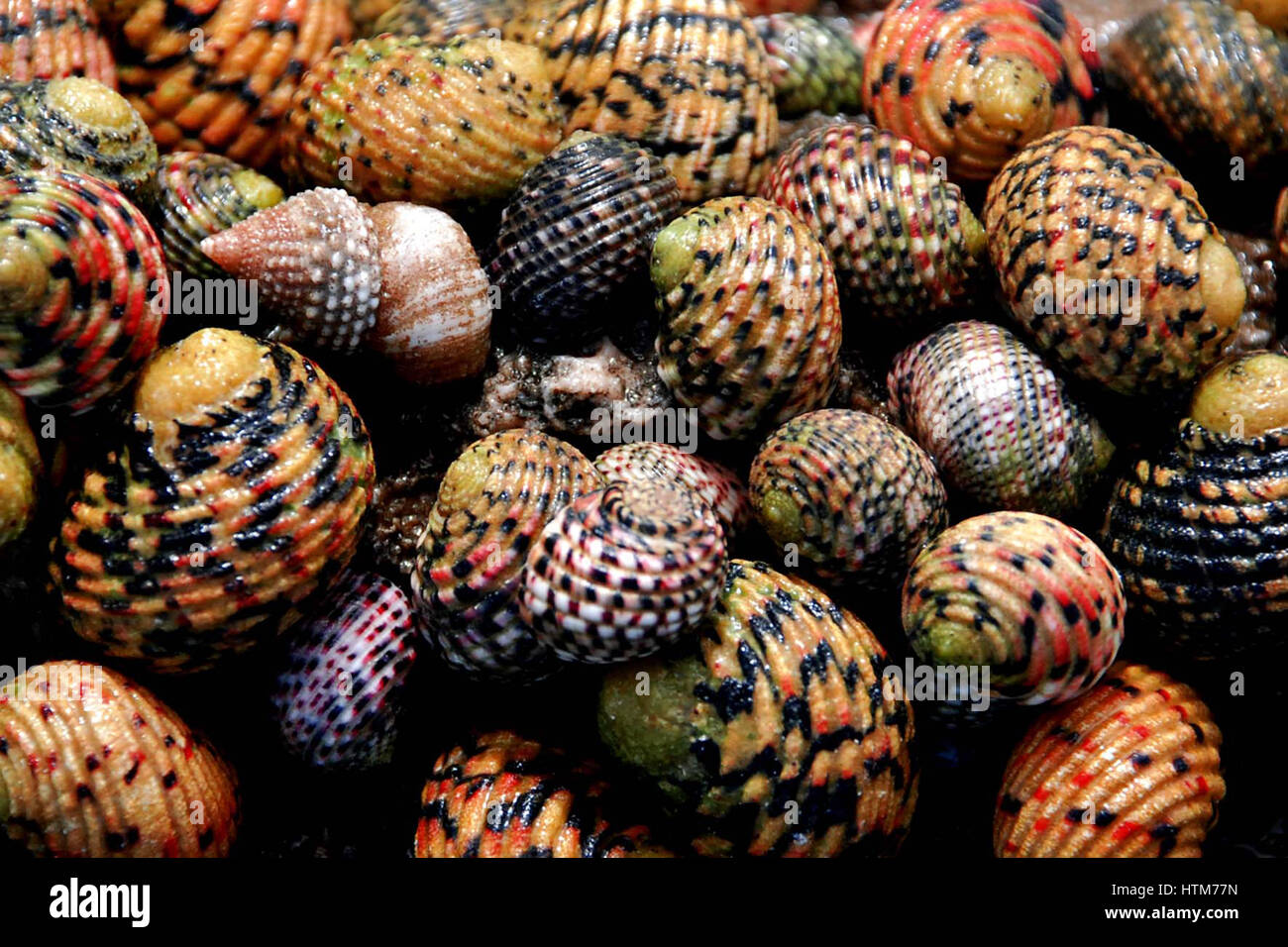 Sea snails pictured in Los Roques, Venezuela Stock Photo - Alamy