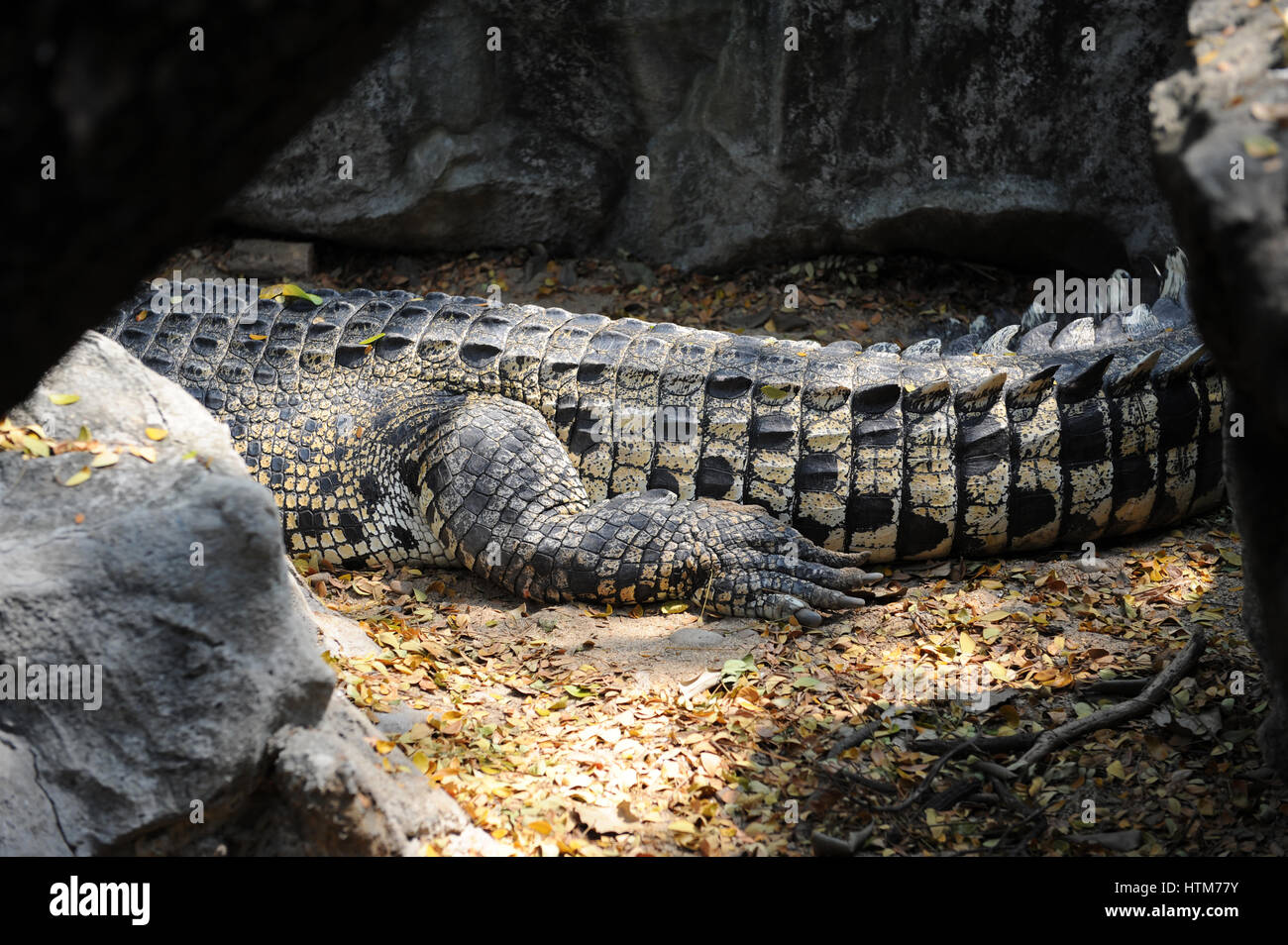 Tail of a crocodile Stock Photo - Alamy
