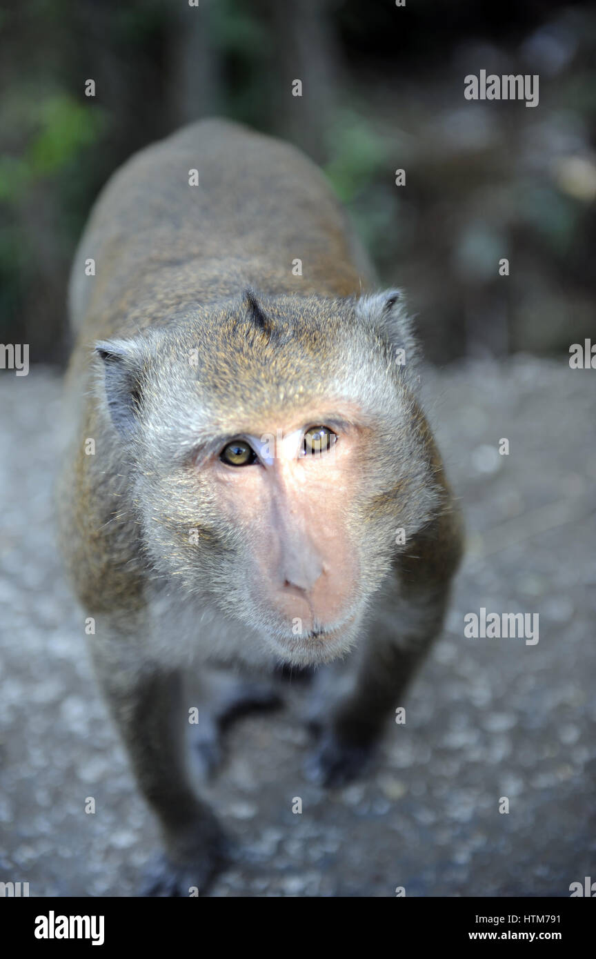 Monkey in asia hi-res stock photography and images - Alamy