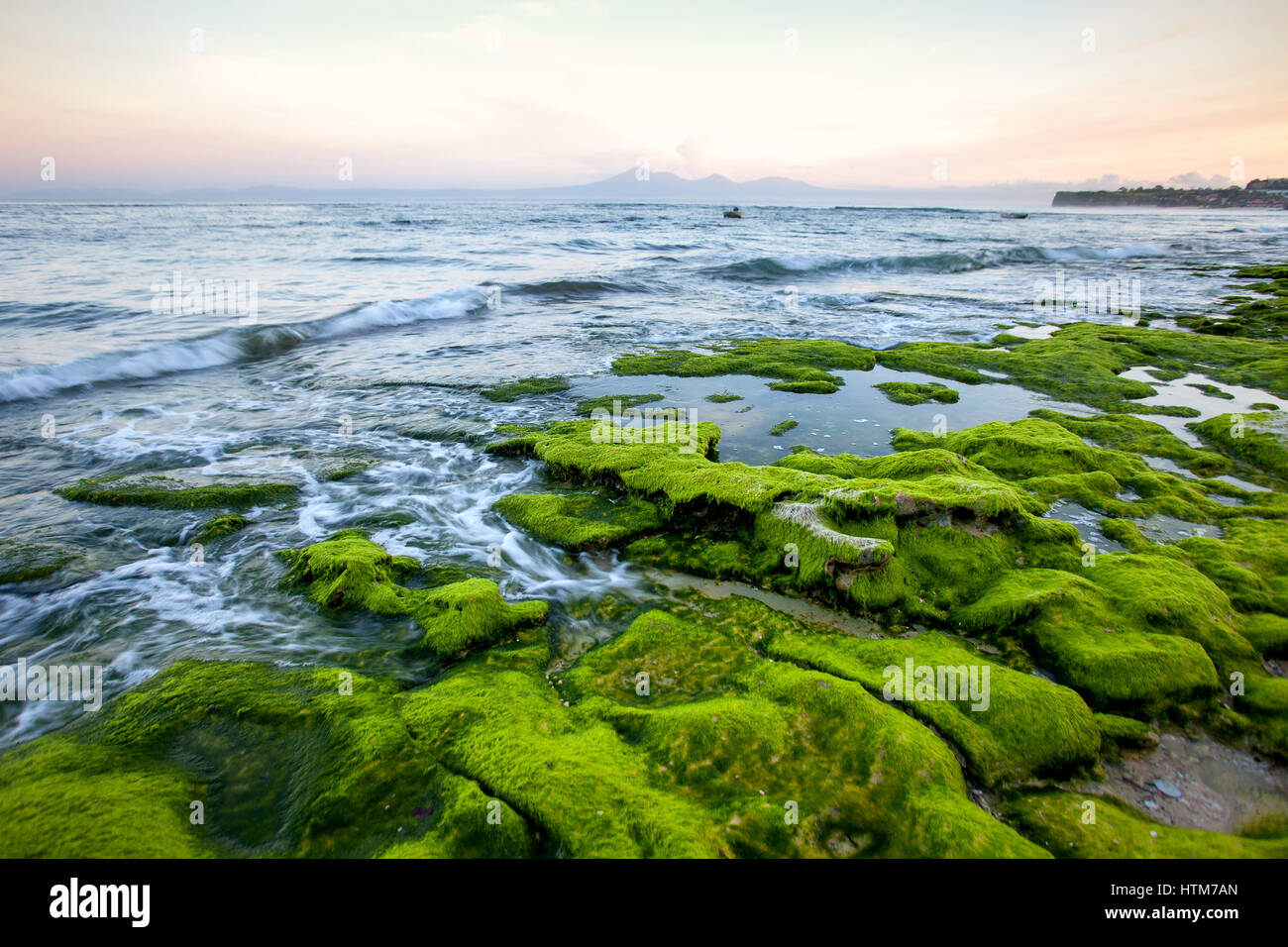Rocky shore covered with green seaweed with the beautiful ocean in the ...