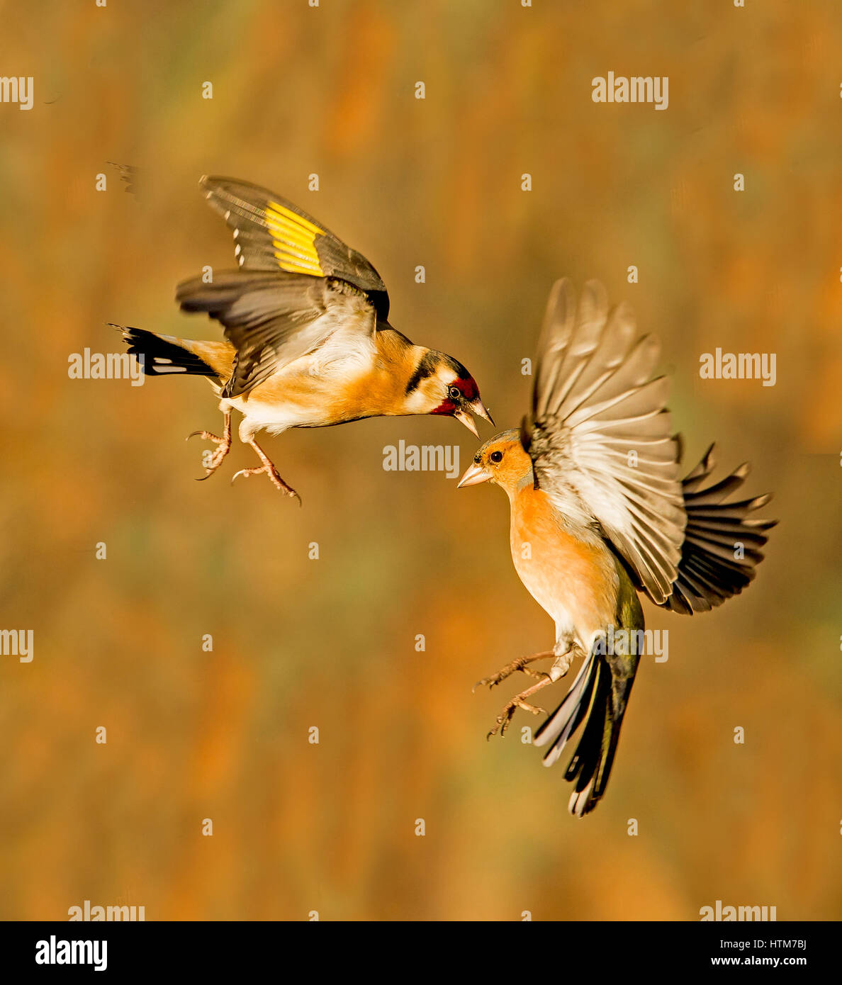 Goldfinch and chaffinch hi-res stock photography and images - Alamy