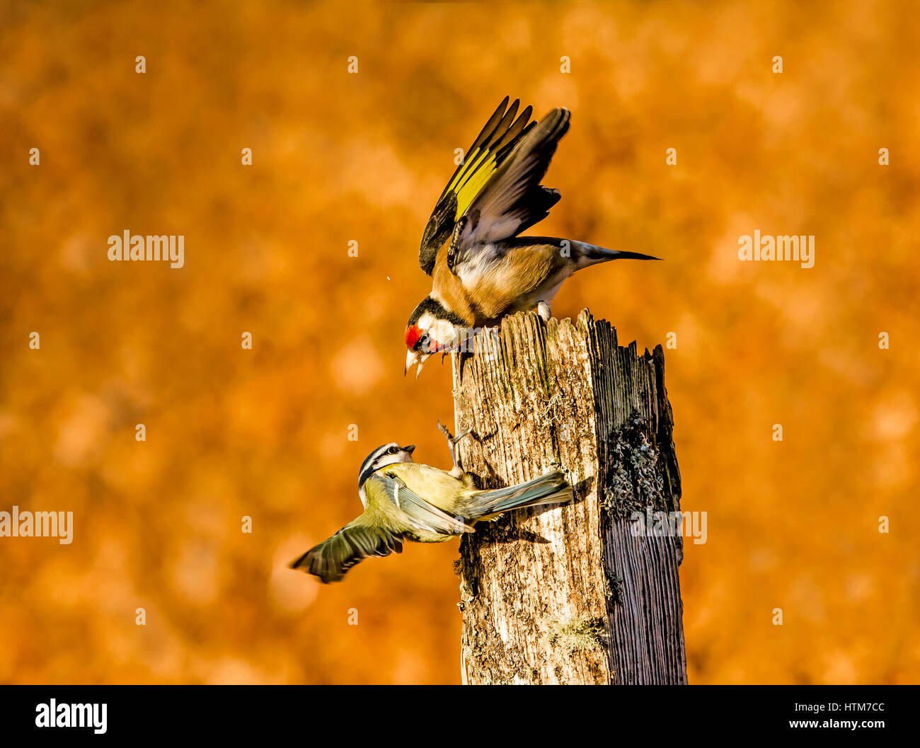 Goldfinch and chaffinch fighting Stock Photo - Alamy