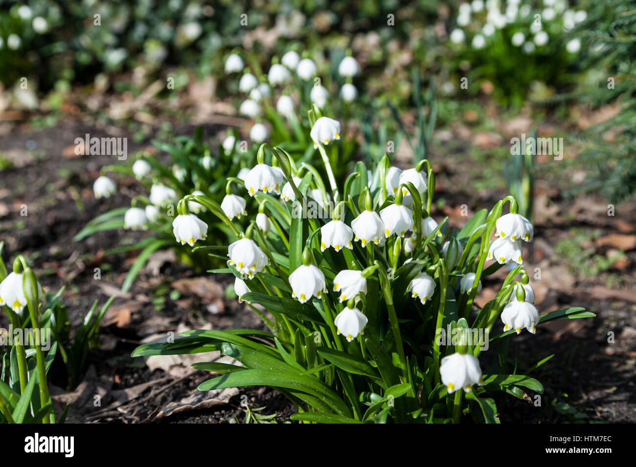 Snowdrops in march Stock Photo - Alamy