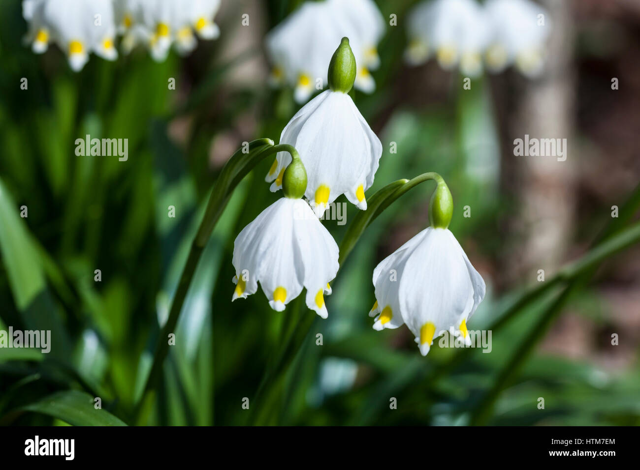 Snowdrops in march Stock Photo - Alamy