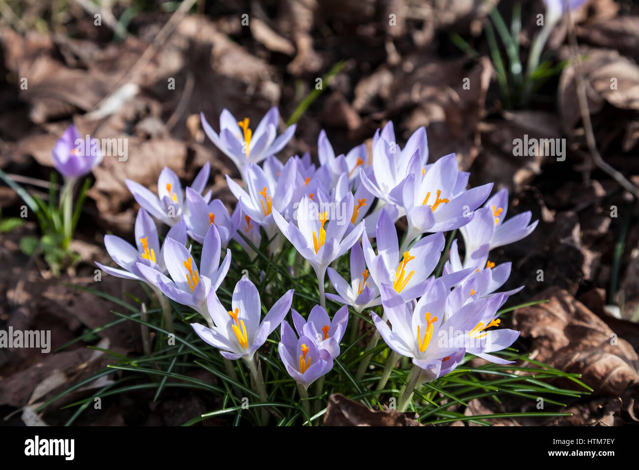 Crocuses in spring Stock Photo - Alamy