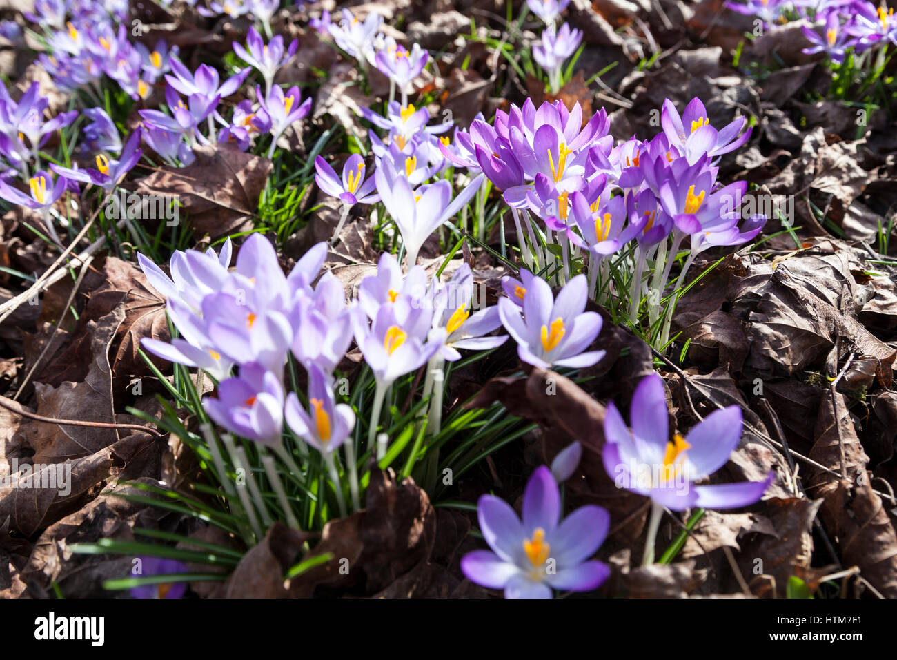Crocuses in spring Stock Photo - Alamy