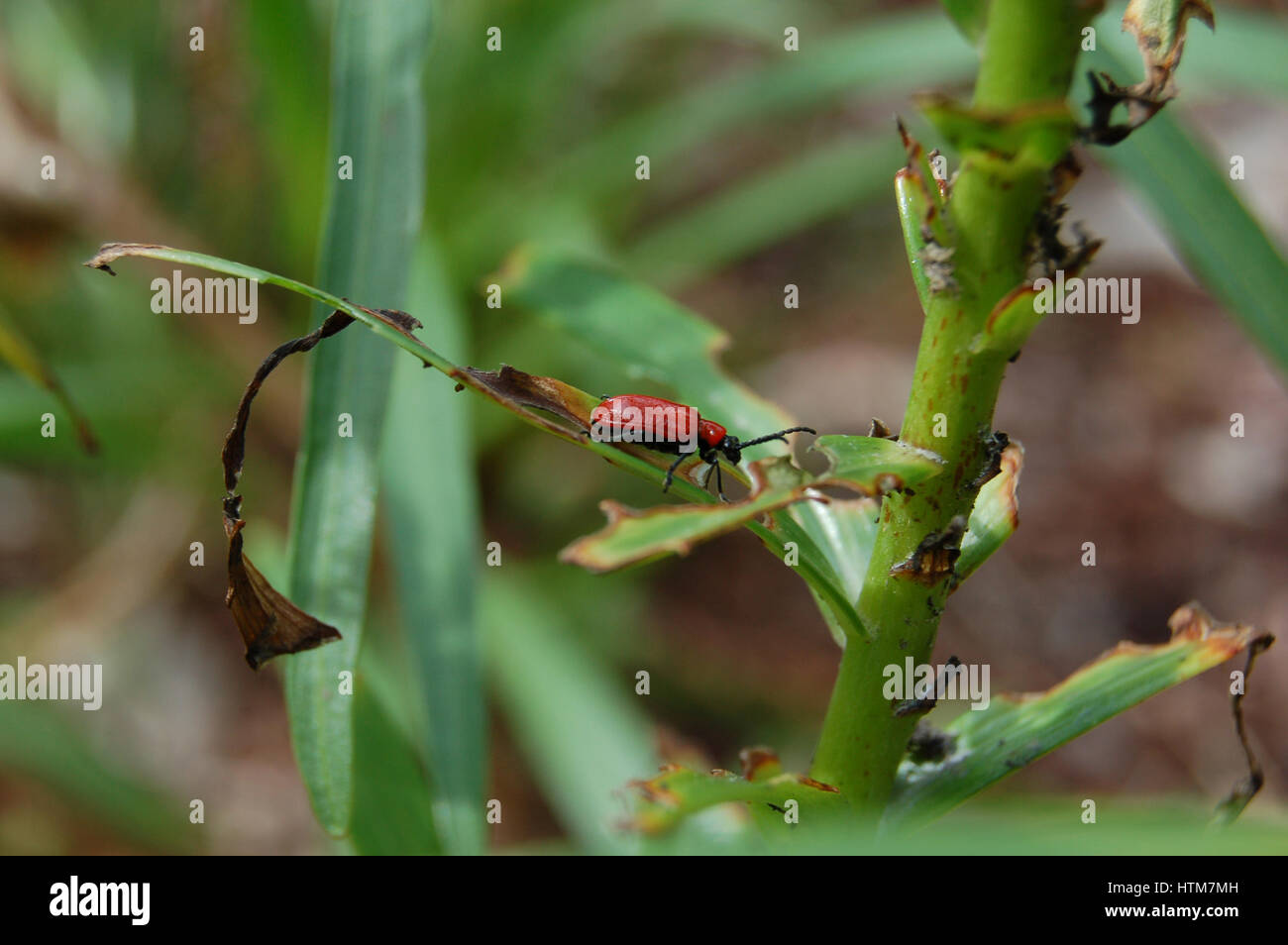 Scarlet Lily Beetle Destroys Lily Plant Stock Photo - Alamy