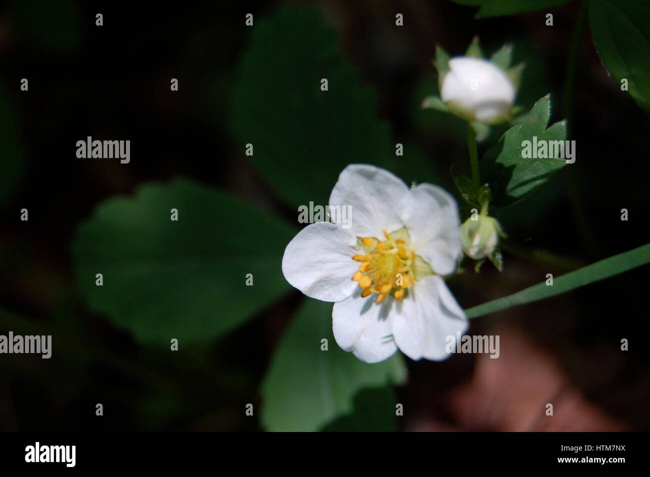 Stawberry plant hi-res stock photography and images - Alamy