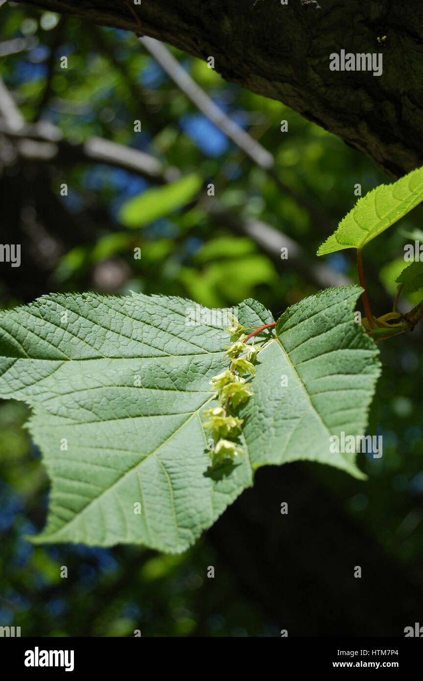 Spring brightly hi-res stock photography and images - Alamy