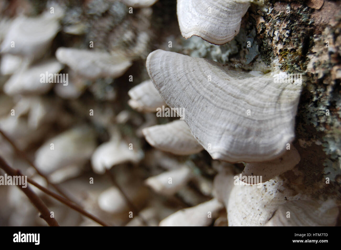 Violet polypore shelf fungi Stock Photo - Alamy