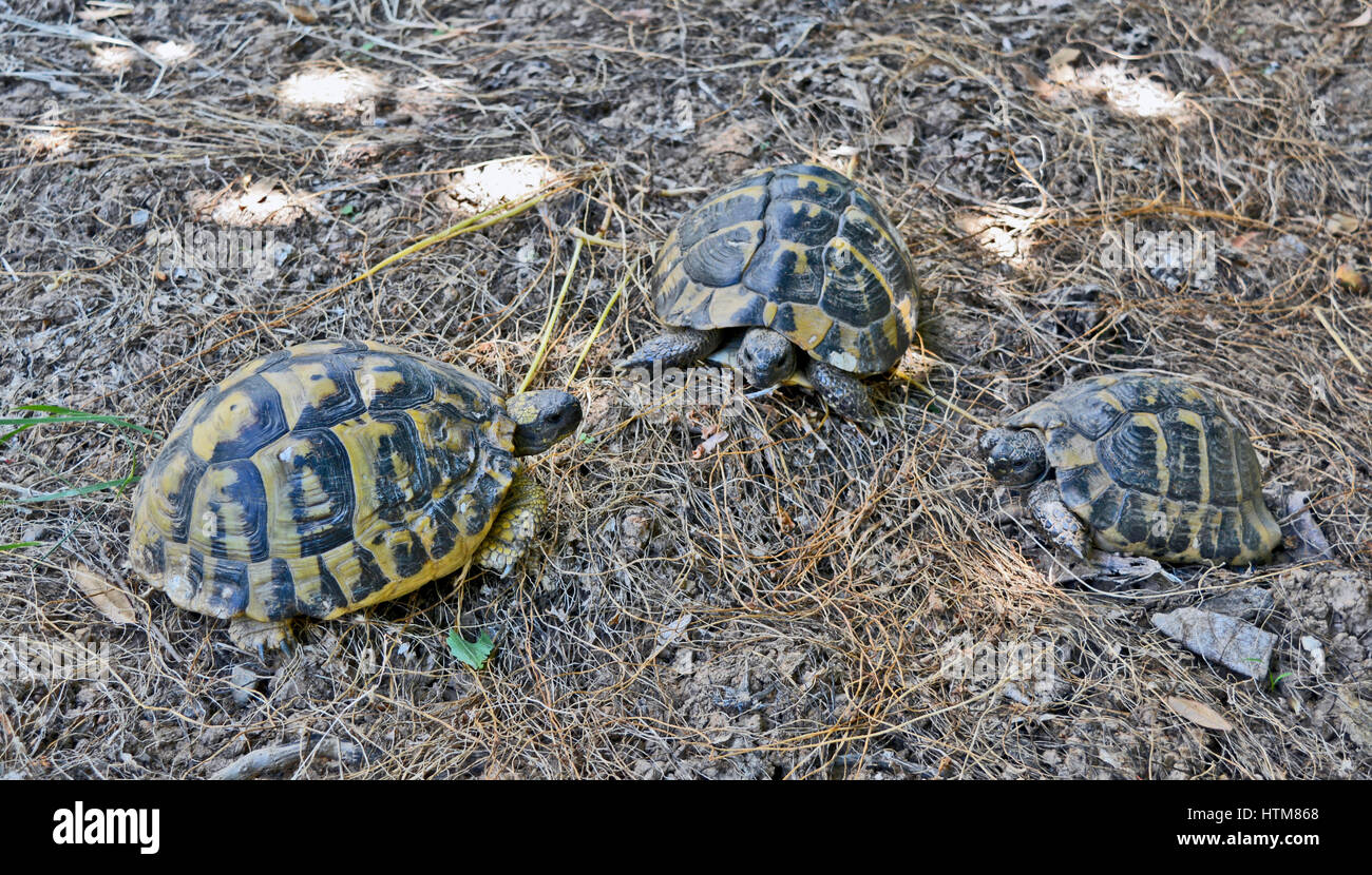 Three turtles in the garden are resting in the shade of a summer day ...