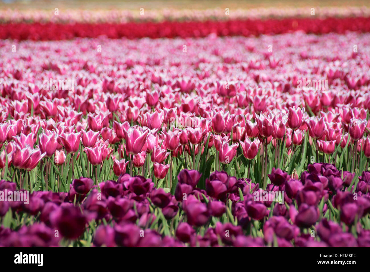 Red tulips with negative space hi-res stock photography and images - Alamy