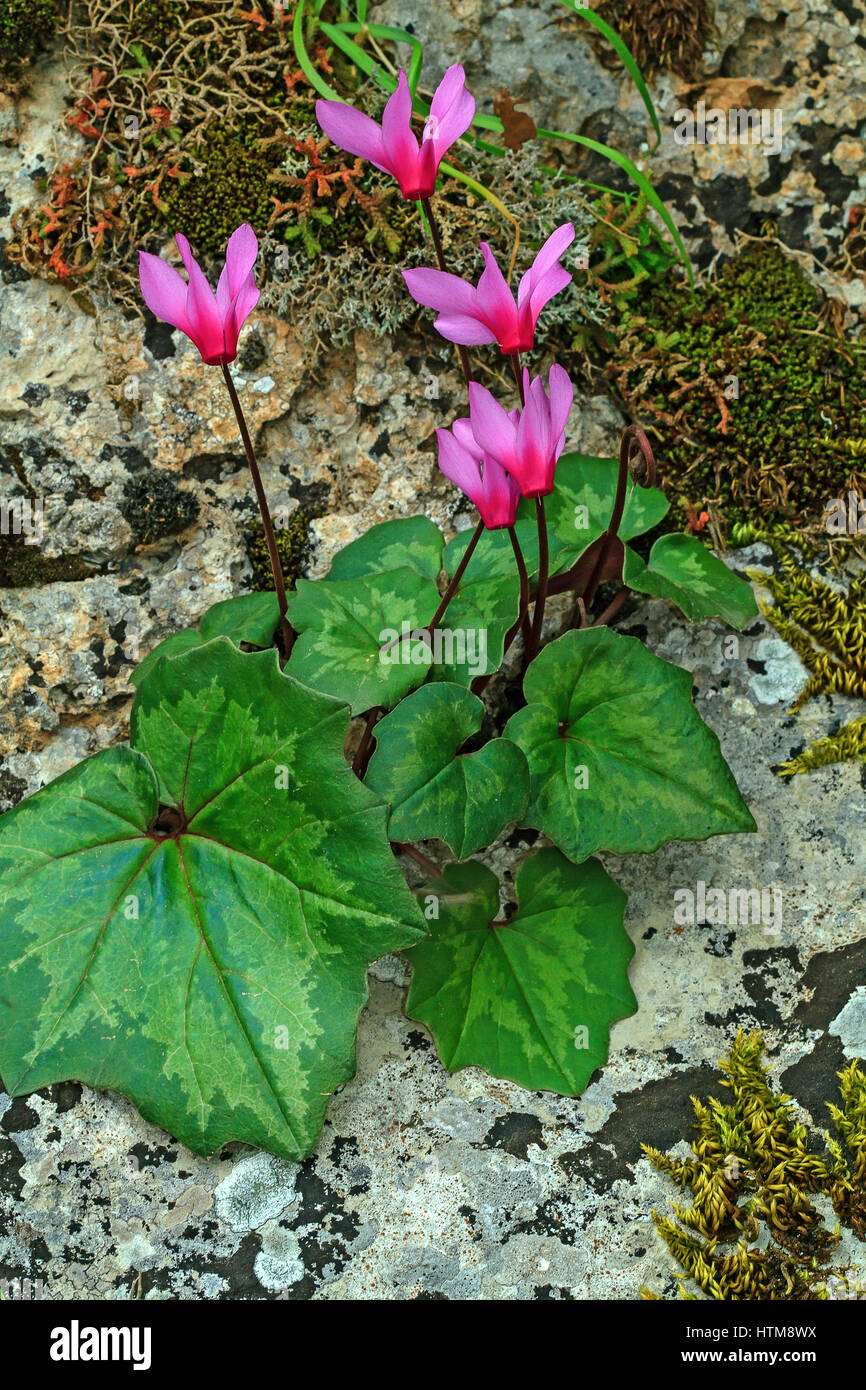 Scarlet cyclamen hi-res stock photography and images - Alamy