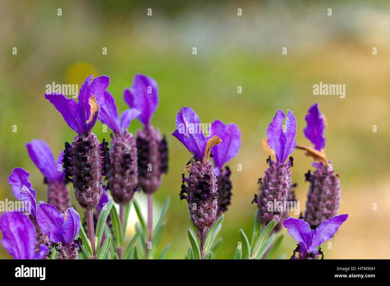 France Corsica Wild lavender flowers (Lavandula stoechas Stock Photo ...