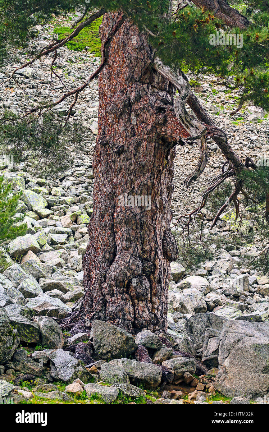 Pino laricio pinus nigra laricio hi-res stock photography and images ...