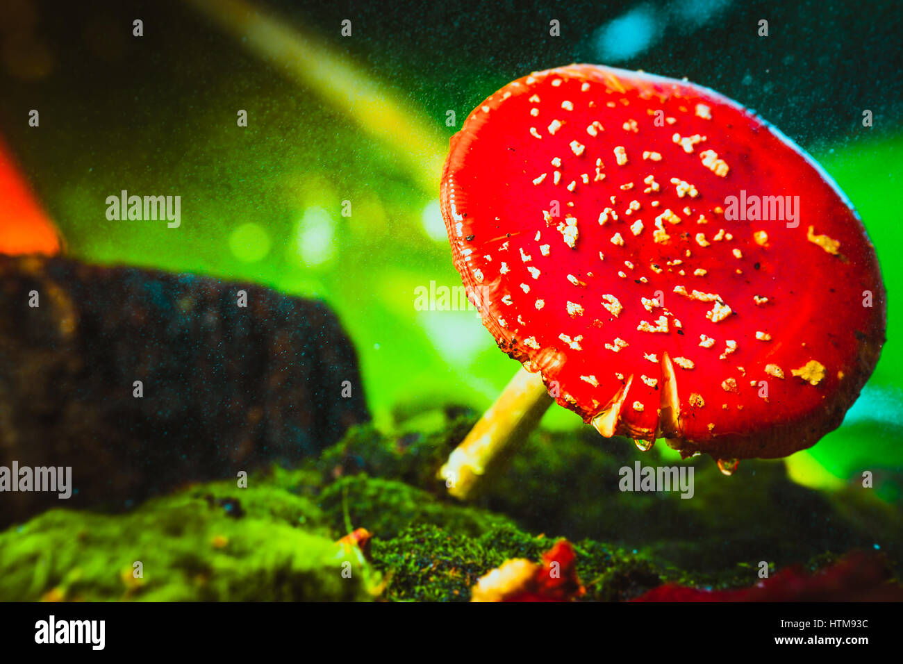 beautiful red with white spots mushroom on moss Stock Photo - Alamy