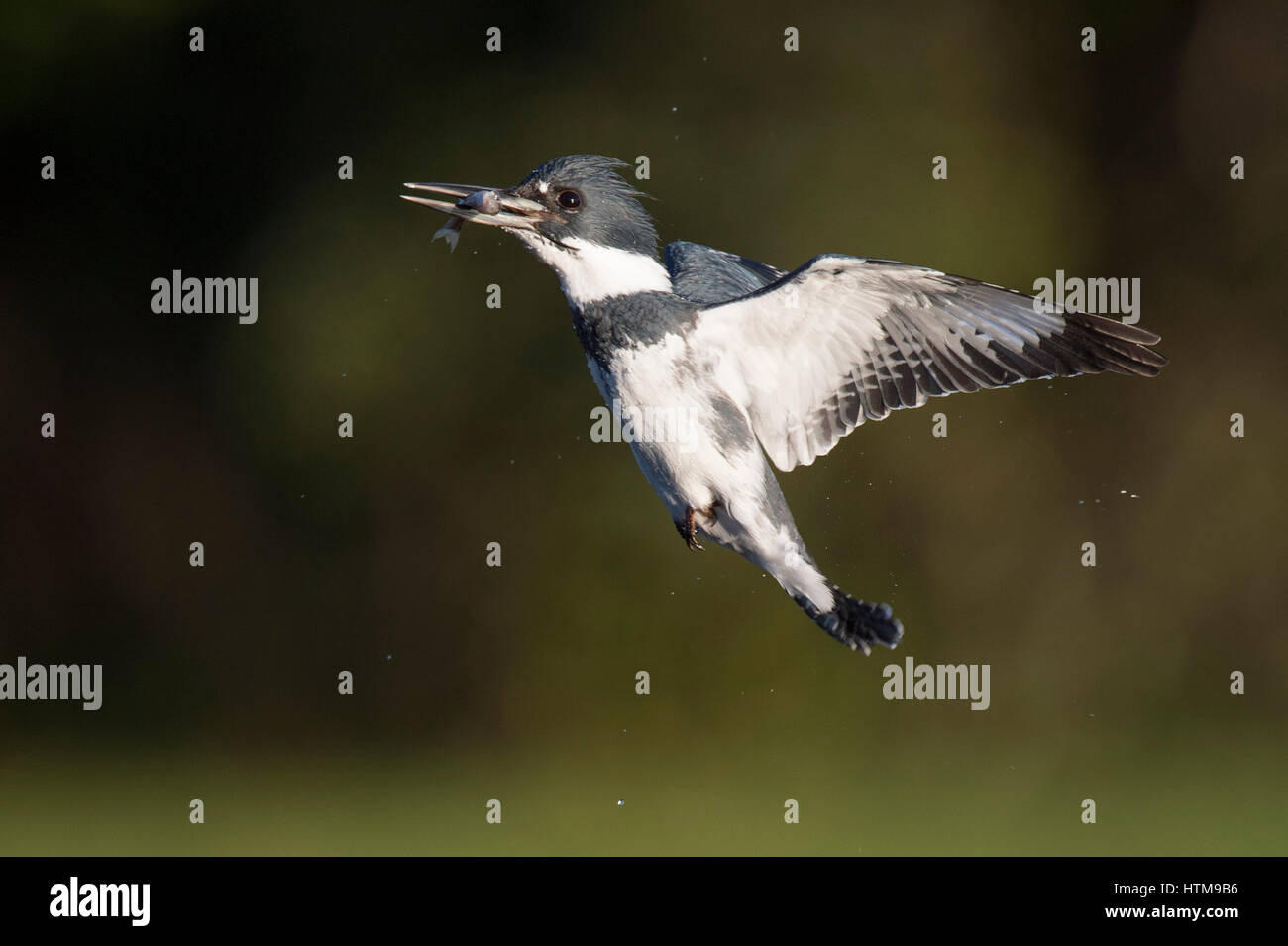 Minnow male High Resolution Stock Photography and Images - Alamy