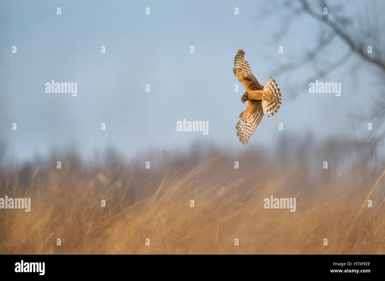 A female Northern Harrier flares her wings and tail as she dives into a ...