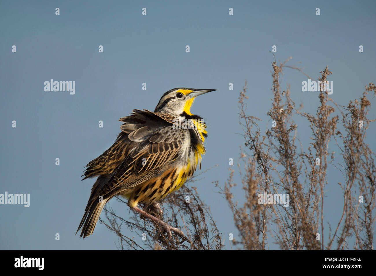An Eastern Meadowlark perches in grasses with its feathers all fluffed ...