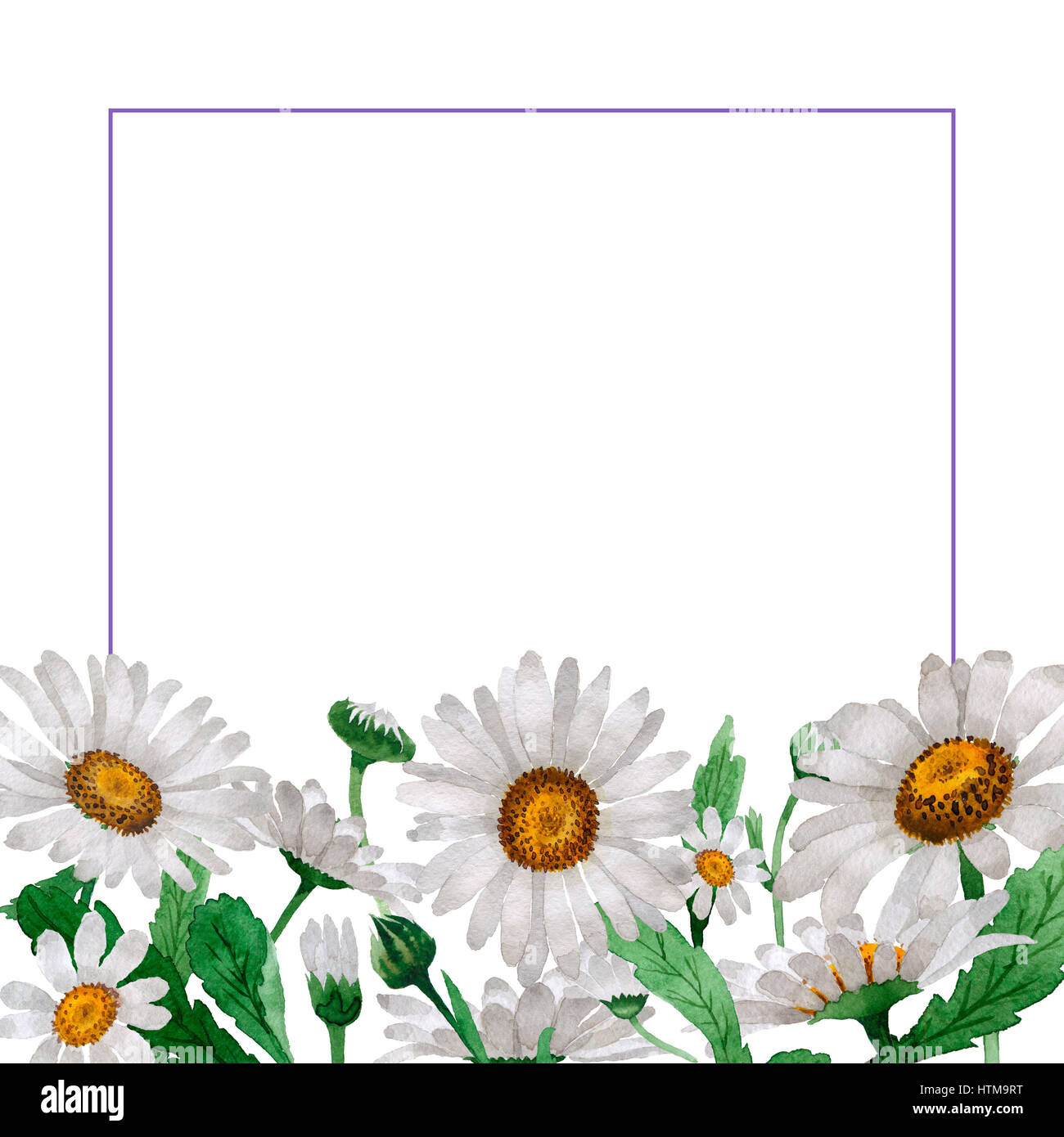 Wildflower chamomile flower frame in a watercolor style isolated Stock ...