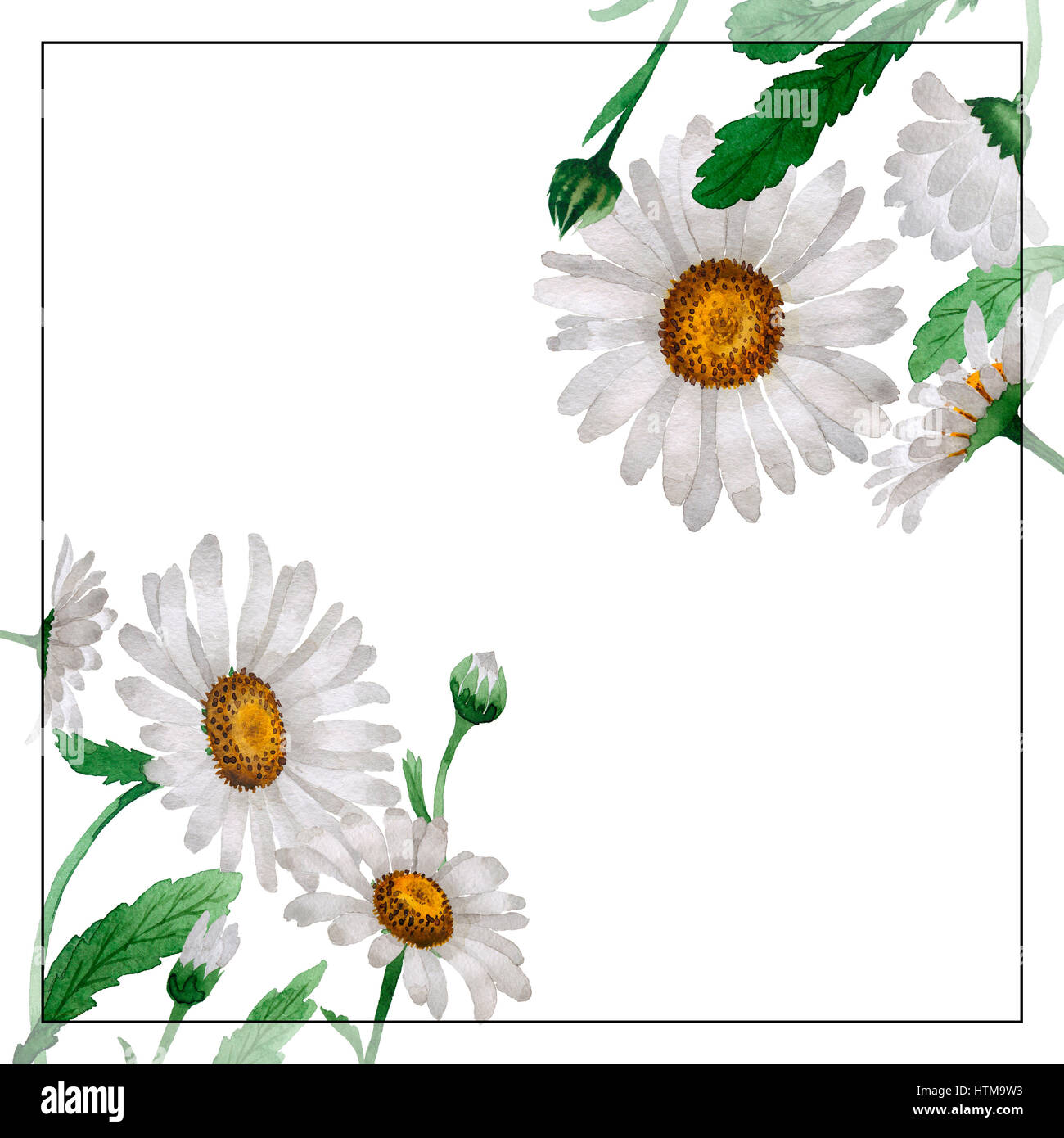 Wildflower chamomile flower frame in a watercolor style isolated Stock ...
