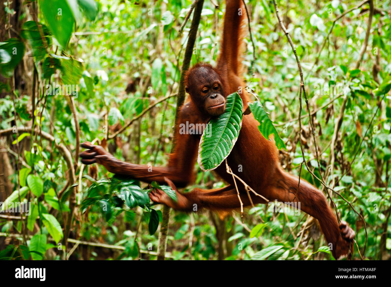 Borneo rainforest animals hi-res stock photography and images - Alamy