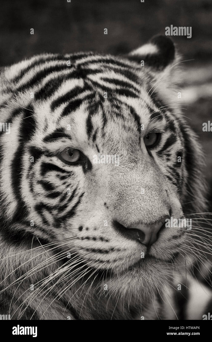 Photo Tiger (Latin: Panthera tigris ) - kind of predatory mammals ...