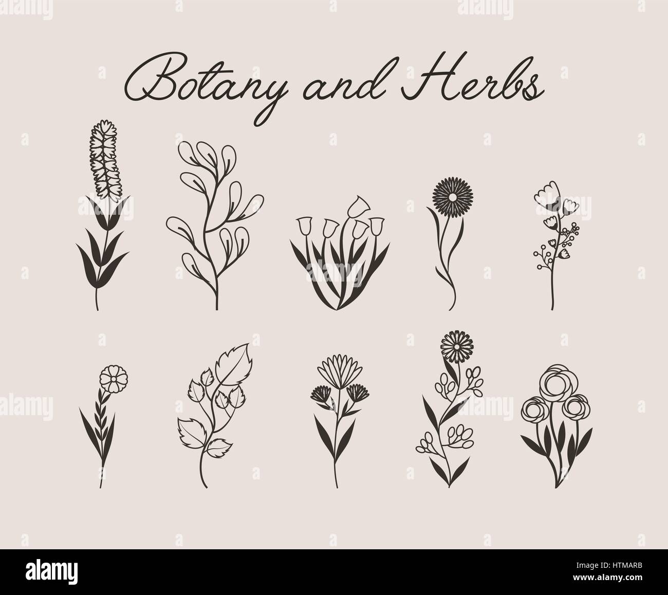 botany and herbs design Stock Vector Image & Art - Alamy