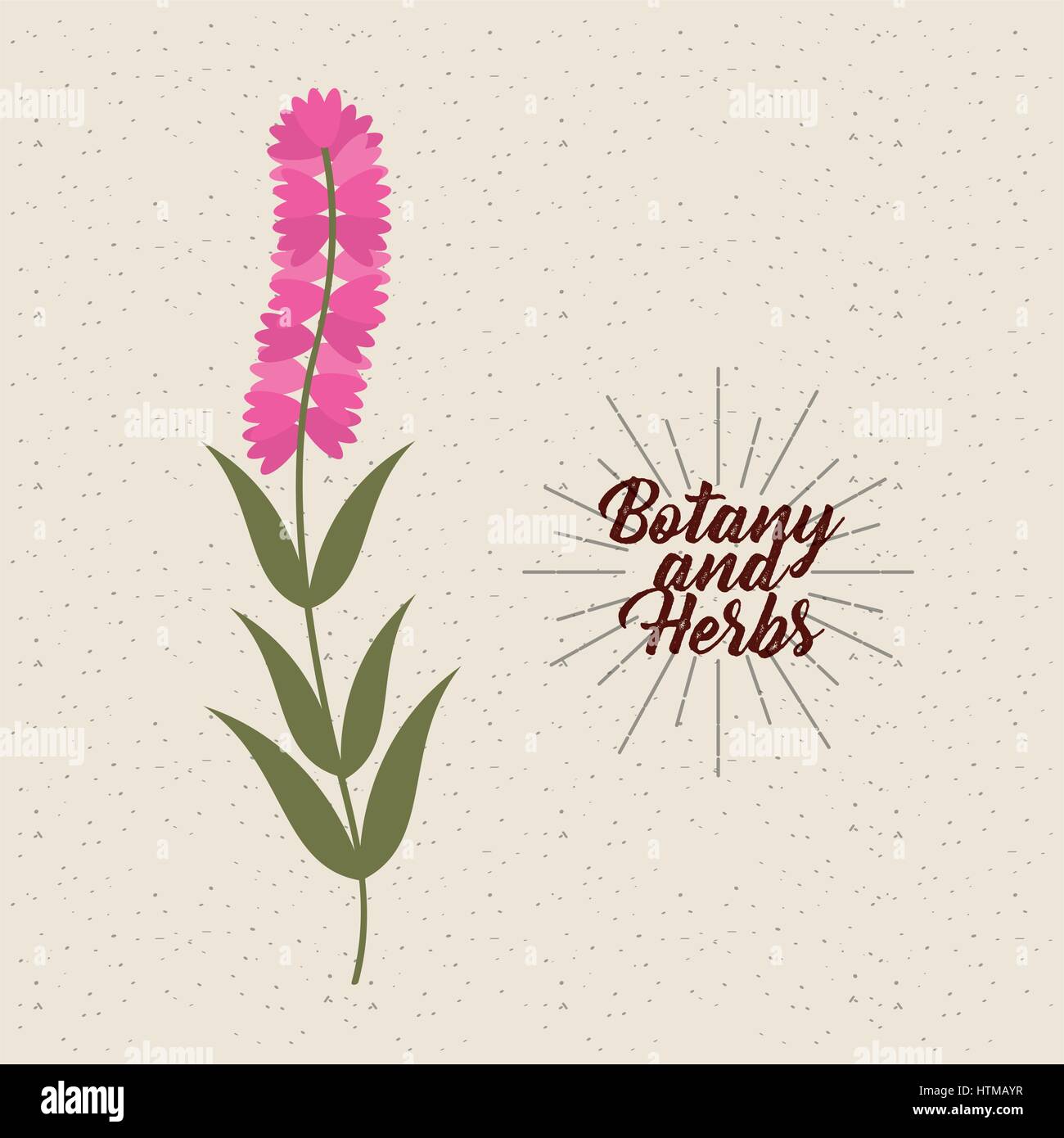 botany and herbs design Stock Vector Image & Art - Alamy