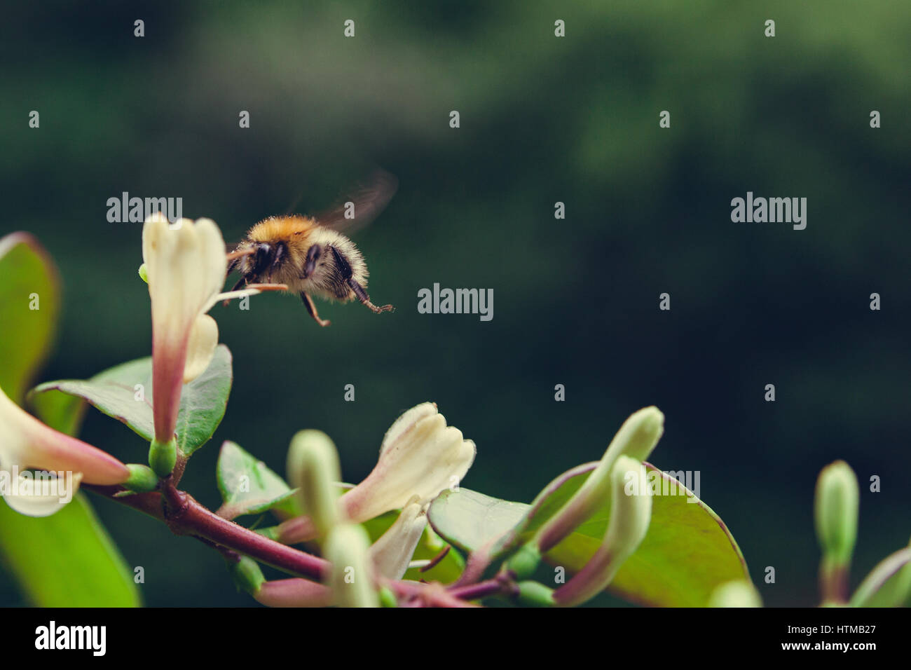Bumble bee hovering over flower hi-res stock photography and images - Alamy