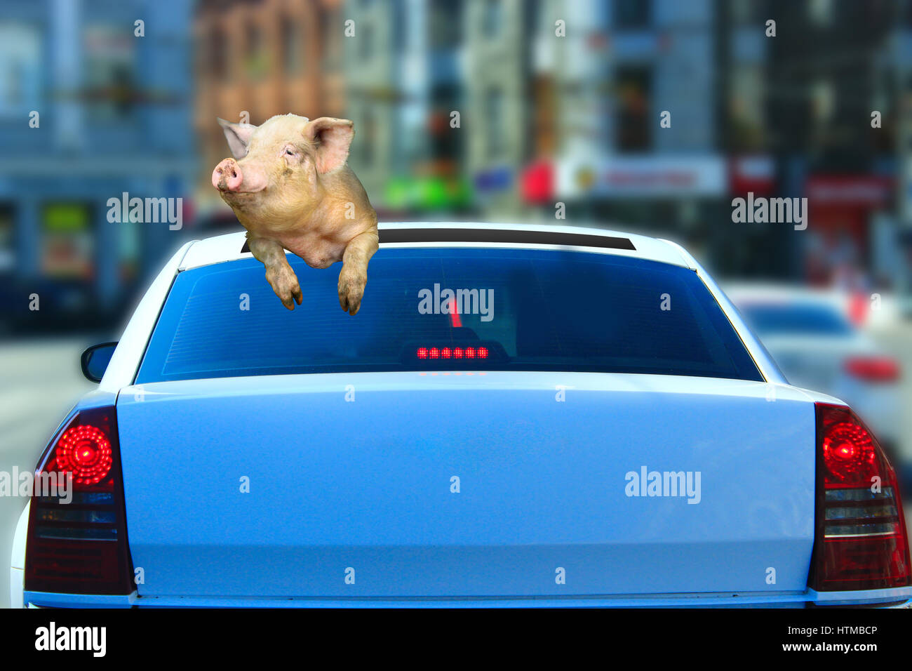 pig looks out from car hatch as if she was the driver Stock Photo - Alamy